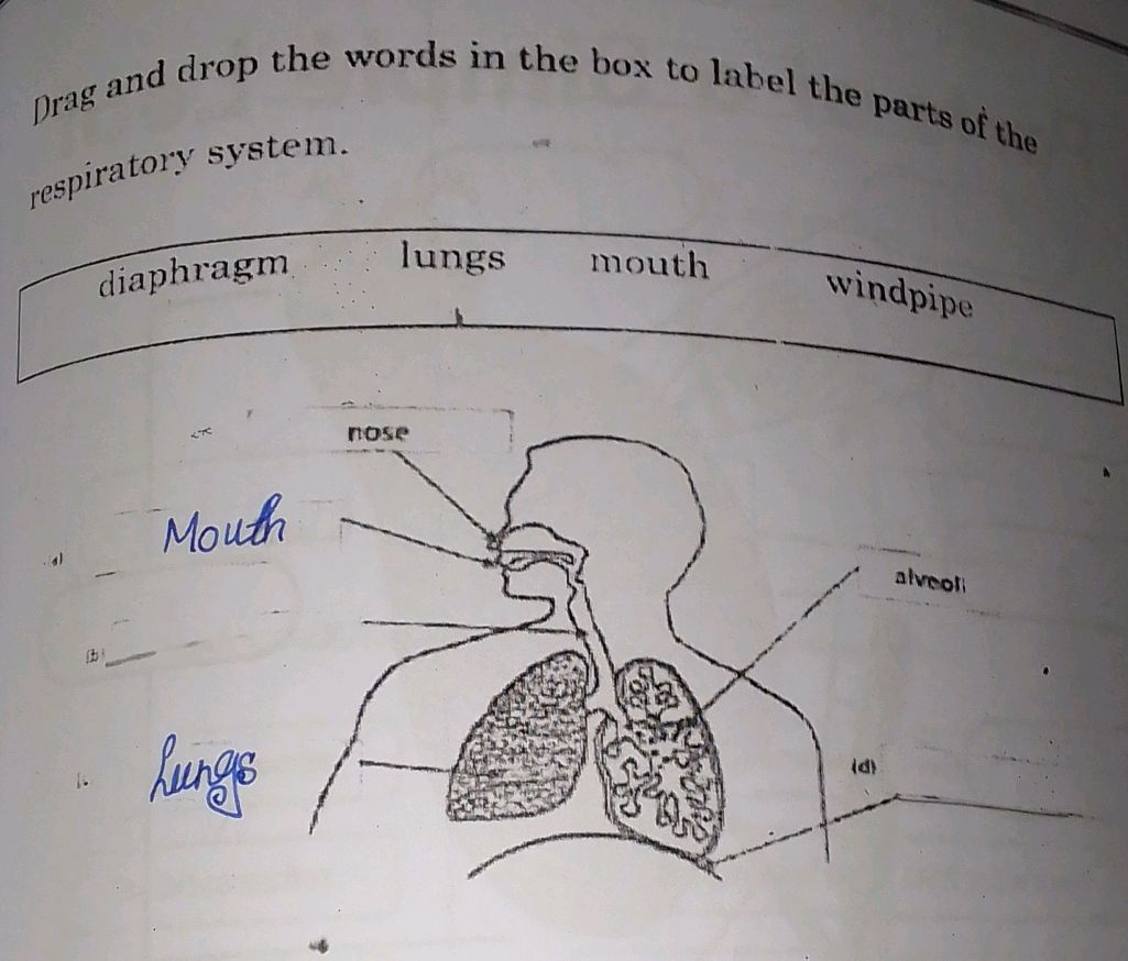 Drag and drop the words in the box to label | StudyX