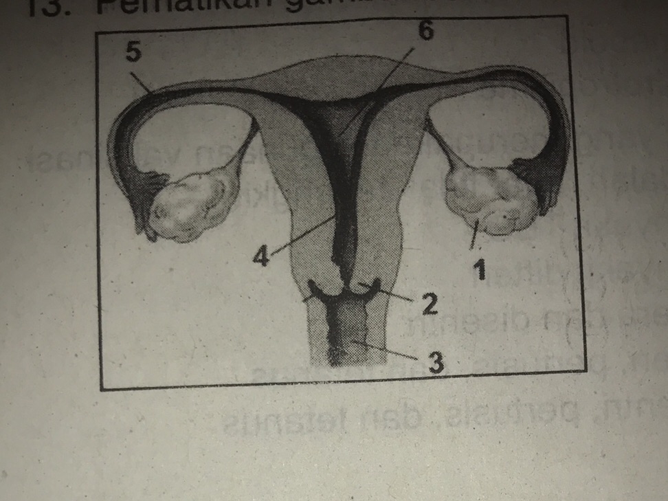 The image shows a diagram of the female | StudyX