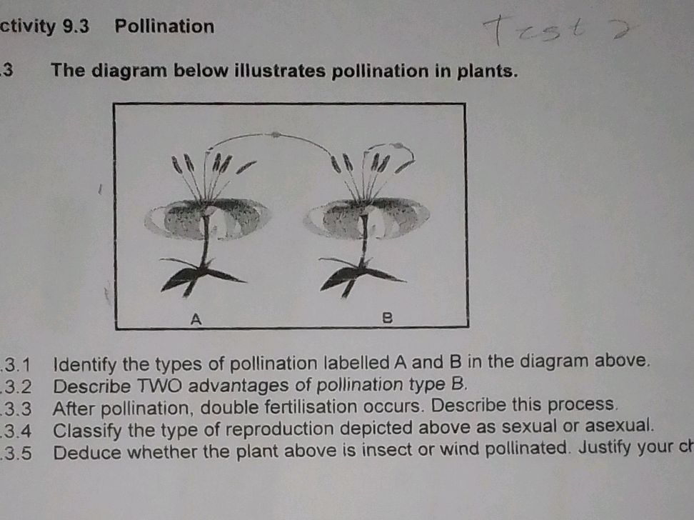 The diagram below illustrates pollination in | StudyX
