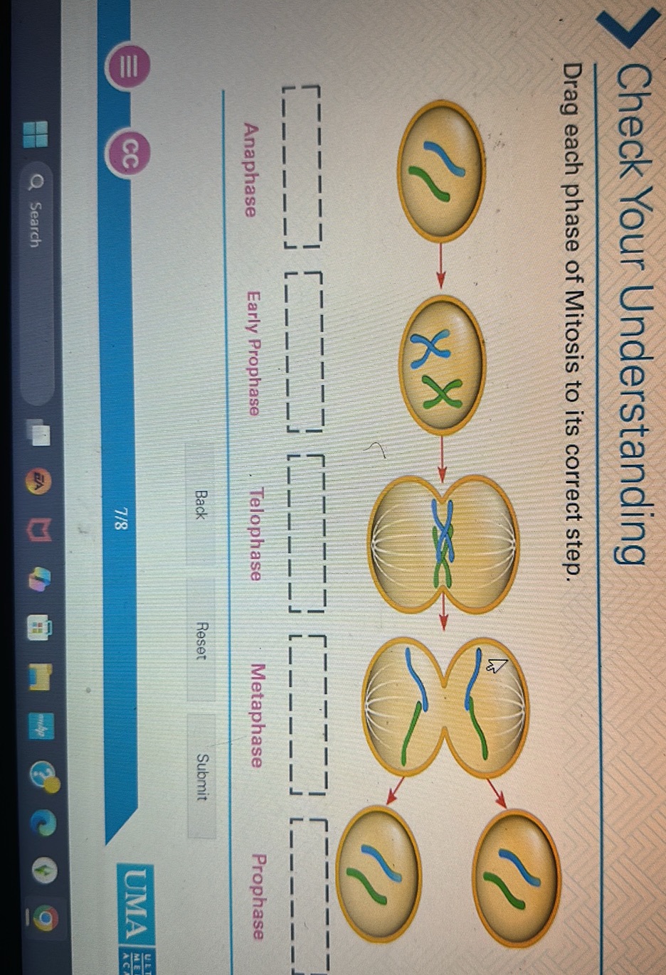 Check Your Understanding Drag each phase of | StudyX