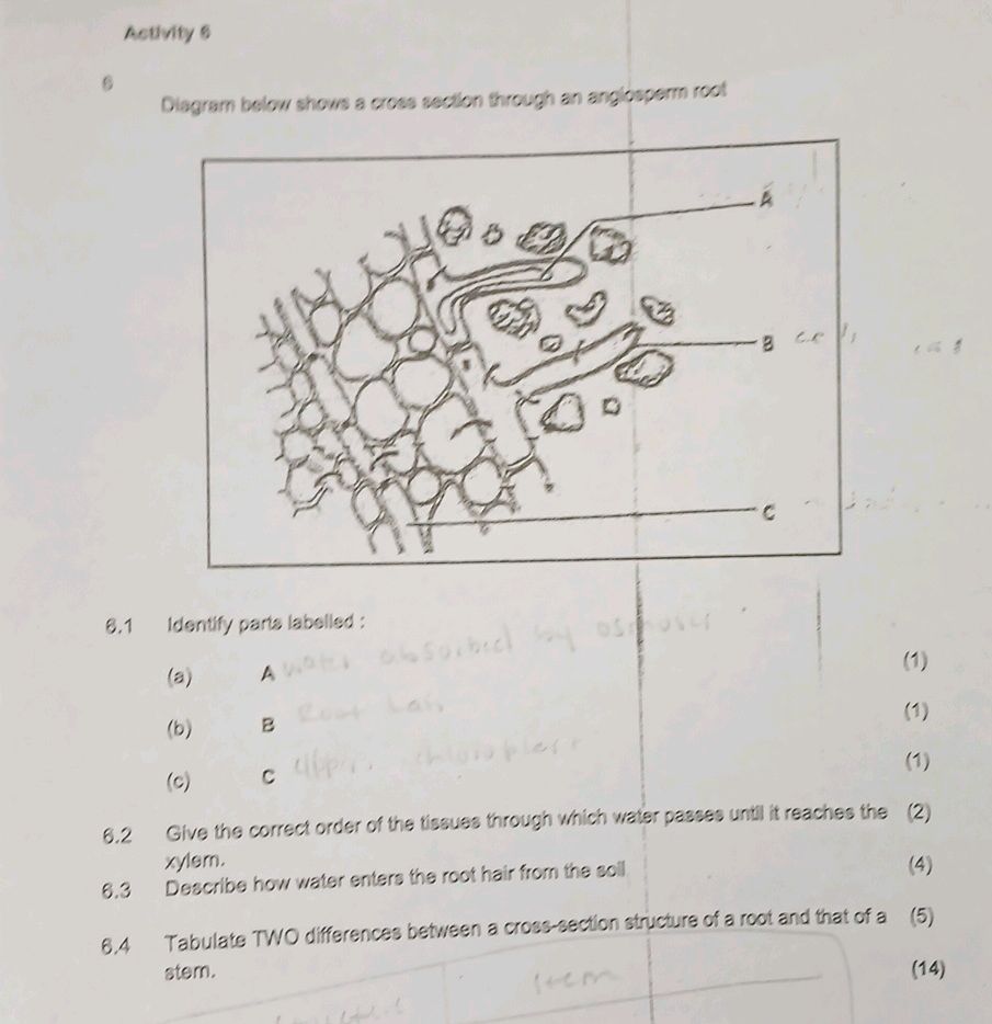 6. Diagram below shows a cross section | StudyX