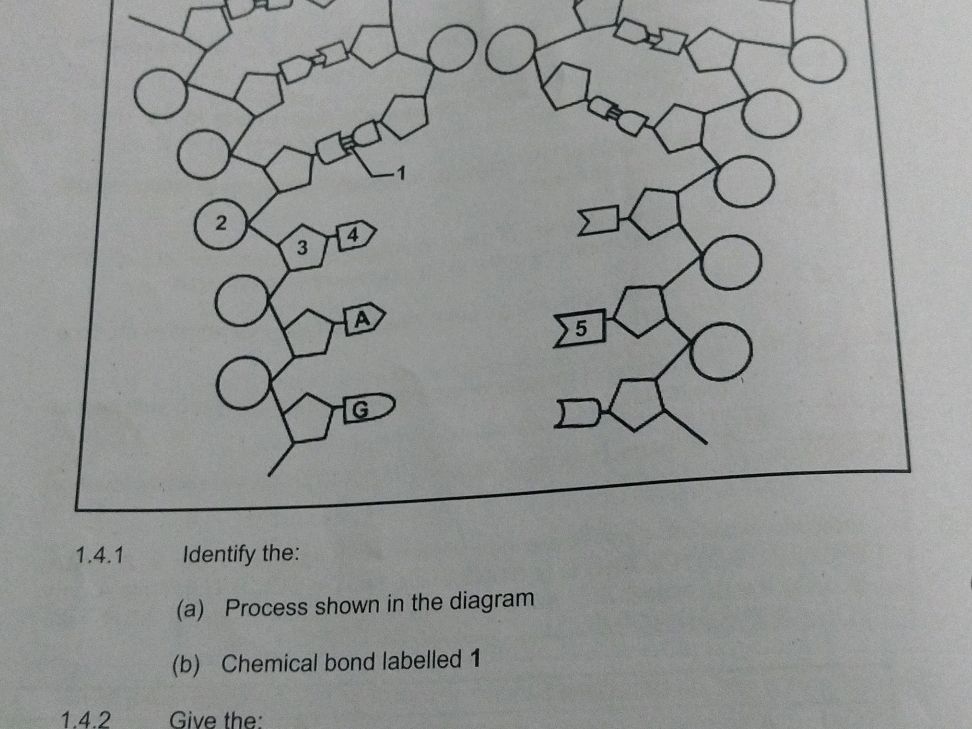 1.4.1 Identify the: (a) Process shown in | StudyX