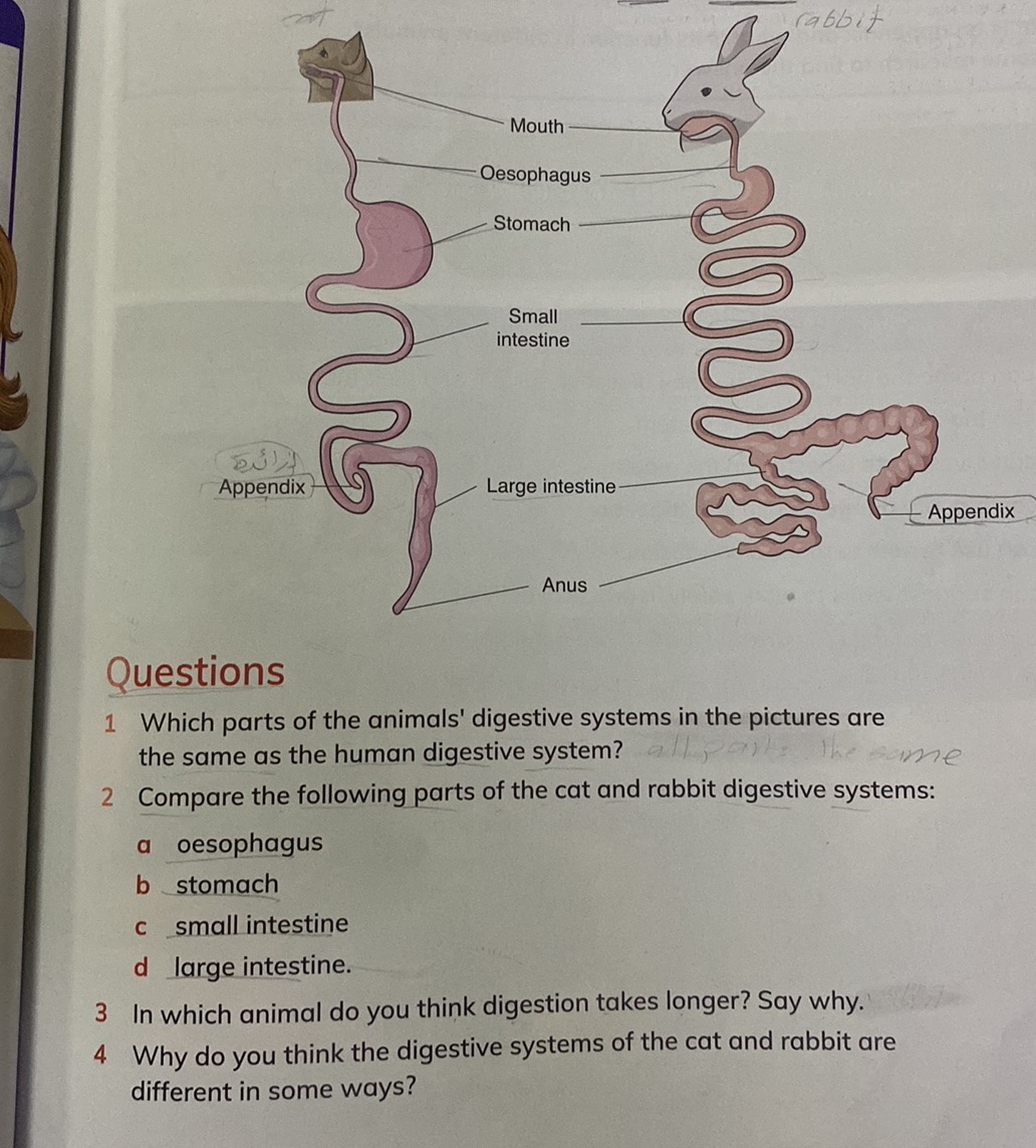 1. Which parts of the animals' digestive | StudyX