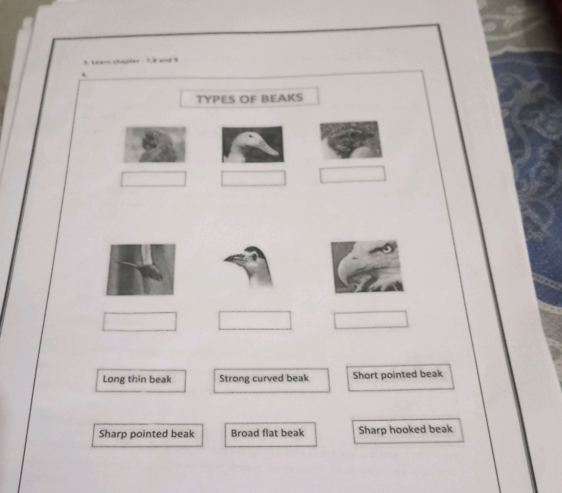 TYPES OF BEAKS Long thin beak Strong curved | StudyX