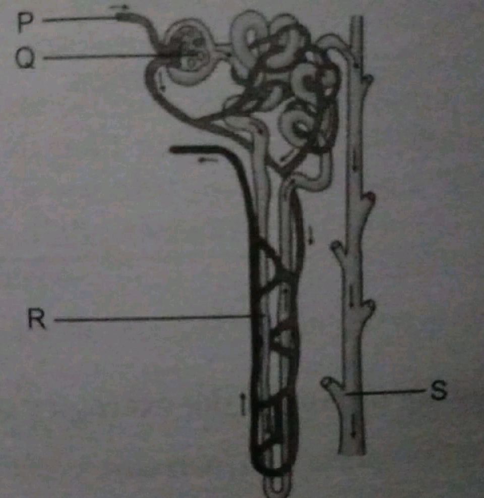 The image shows a diagram of a nephron. The | StudyX