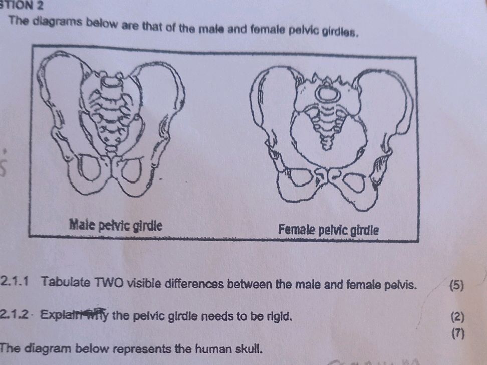 The diagrams below are that of the male and | StudyX