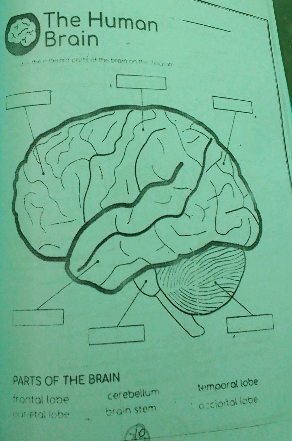 The Human Brain Identify the different | StudyX