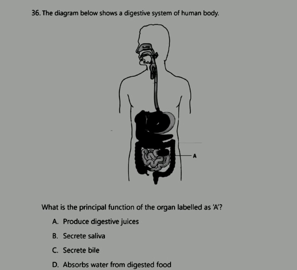 36. The diagram below shows a digestive | StudyX