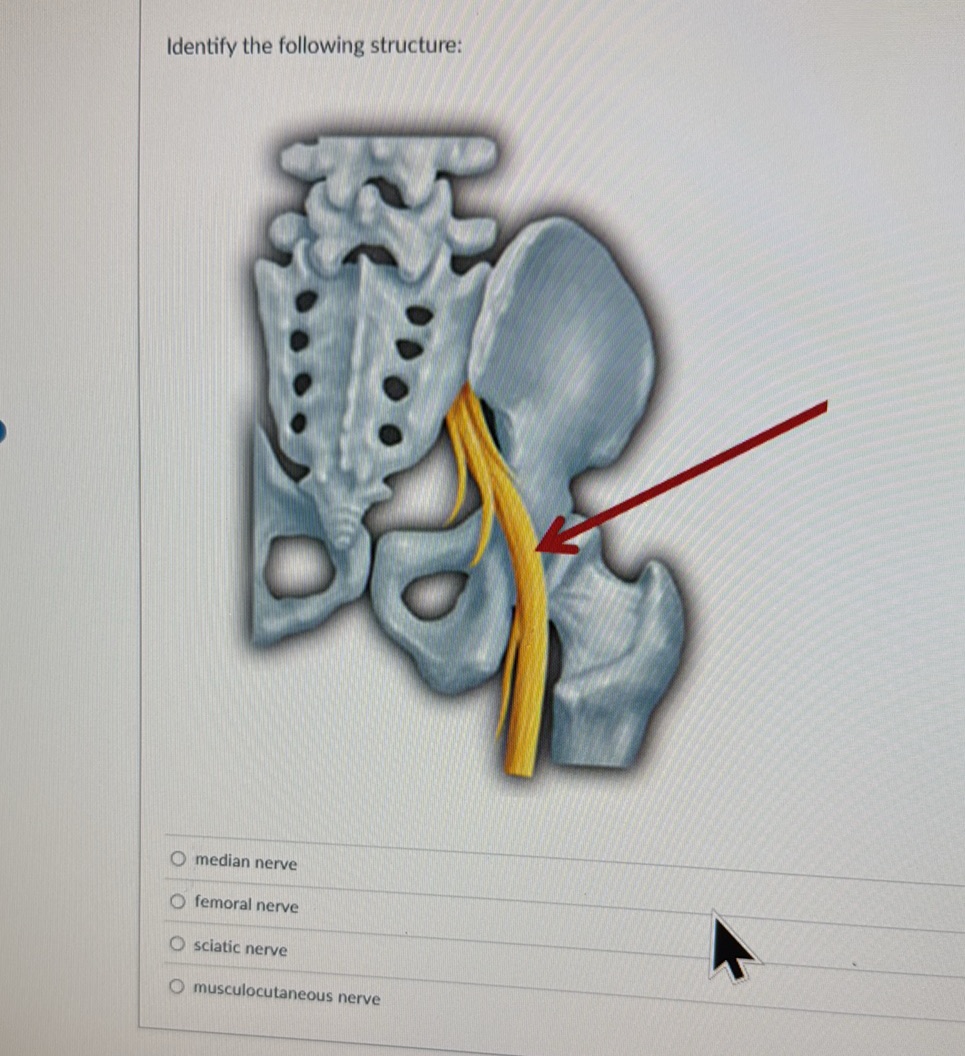 Identify the following structure: * | StudyX