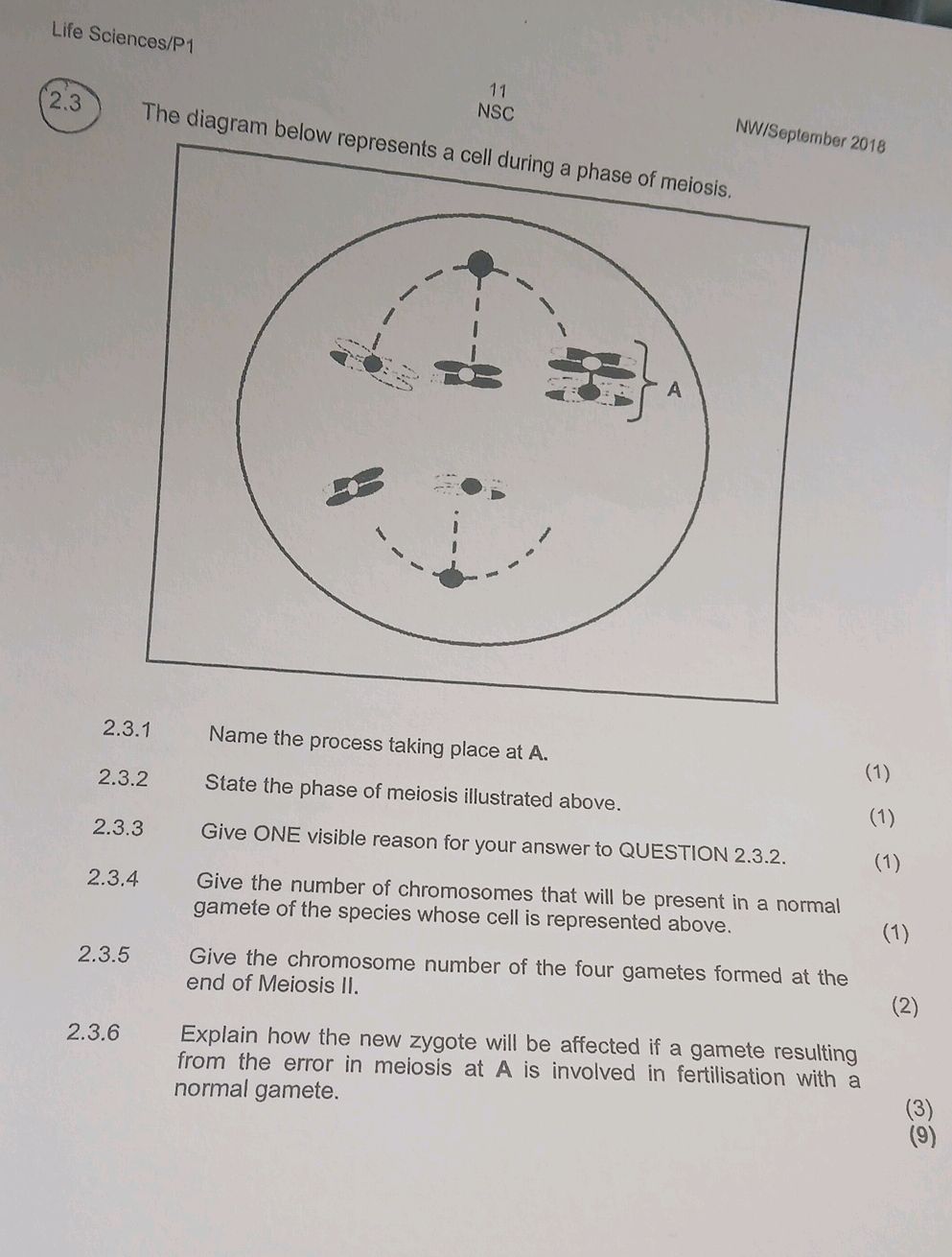 2.3 The diagram below represents a cell | StudyX