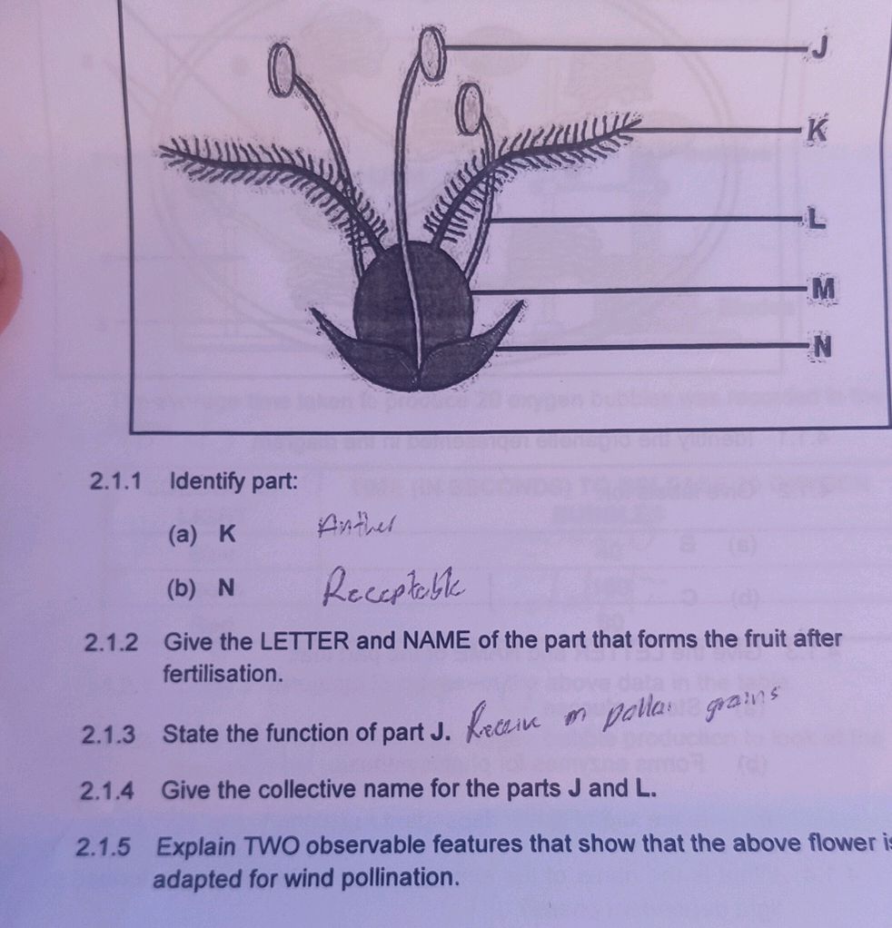 2.1.1 Identify part: (a) K Anther (b) N | StudyX