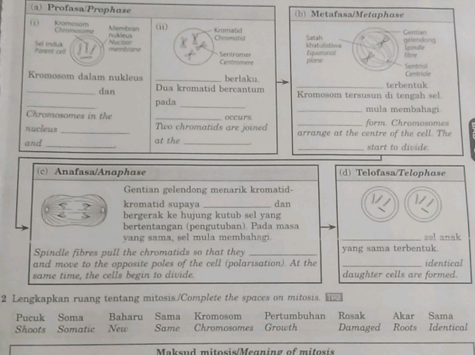 (a) Profasa/Prophase (1) Kromosom dalam | StudyX