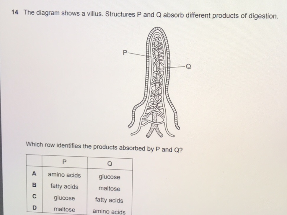 The diagram shows a villus. Structures P and | StudyX