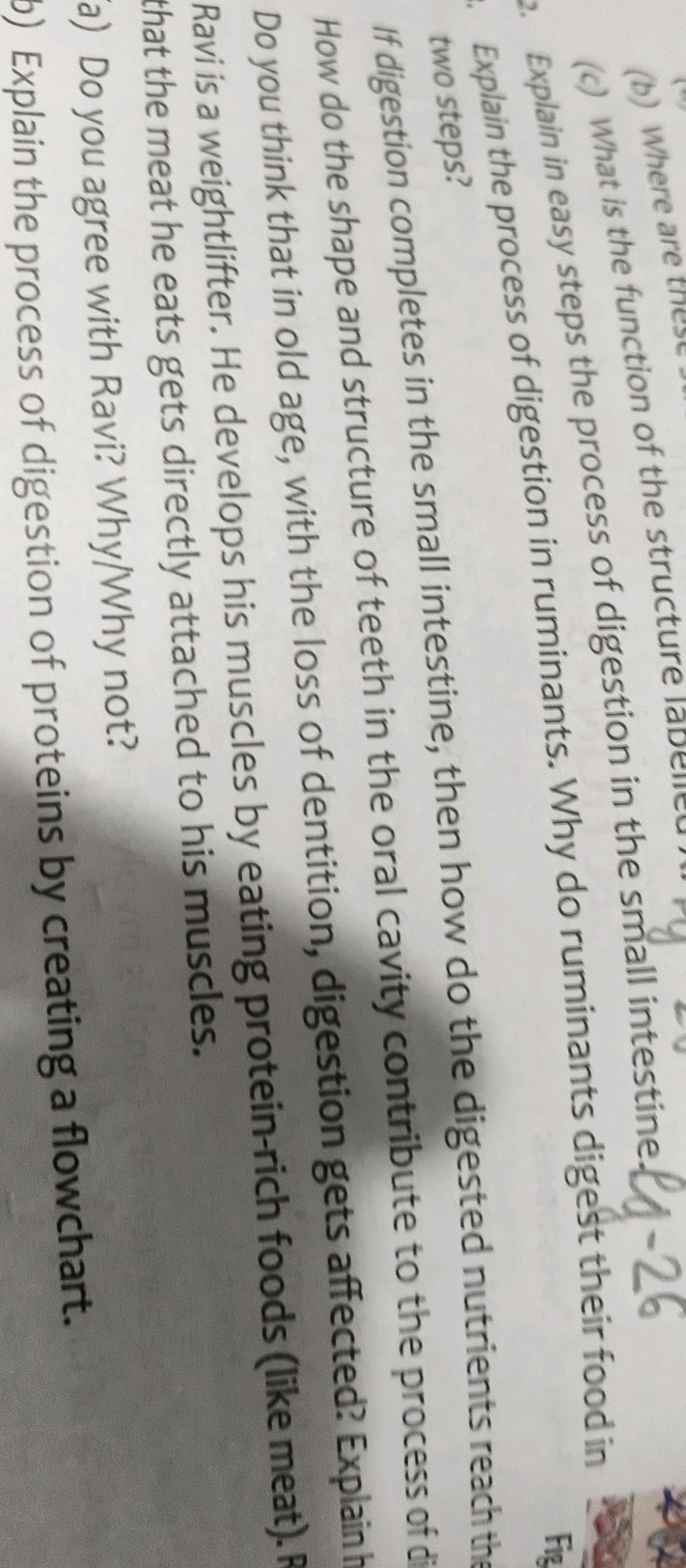 (b) Where are these (c) What is the function | StudyX