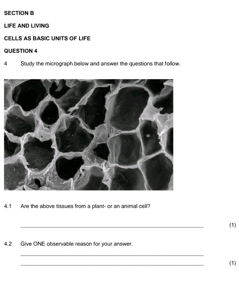 4 Study the micrograph below and answer the | StudyX