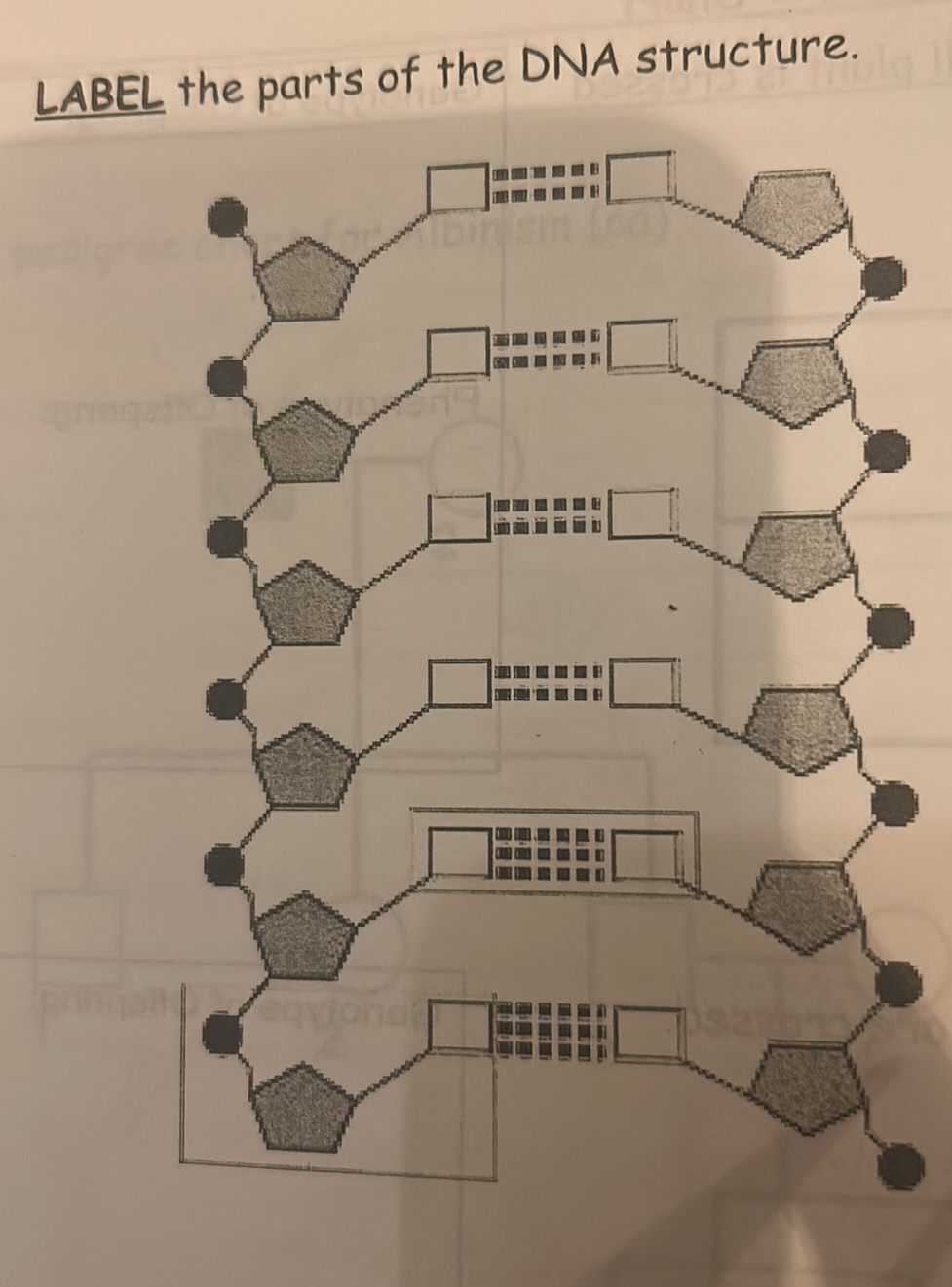 Label DNA structure | StudyX