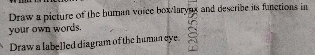 Draw a picture of the human voice box/larynx | StudyX