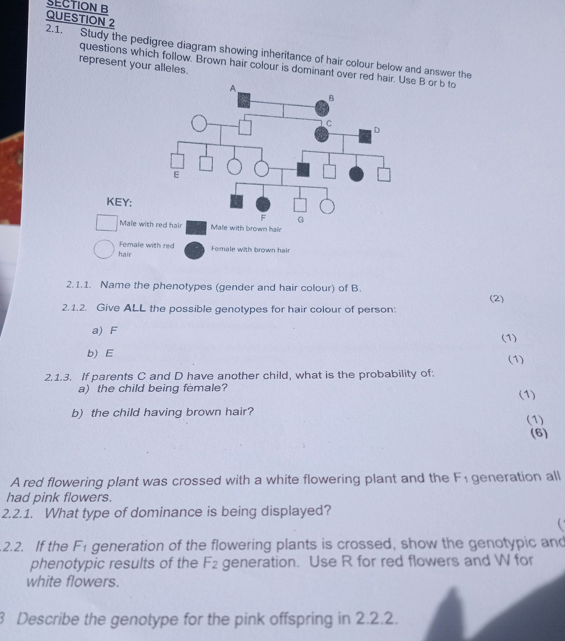 2.1. Study the pedigree diagram showing | StudyX