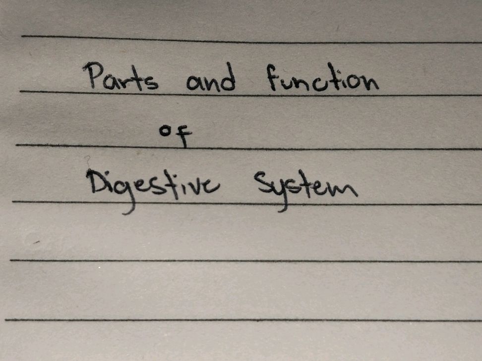Parts and Functions of the Digestive System | StudyX