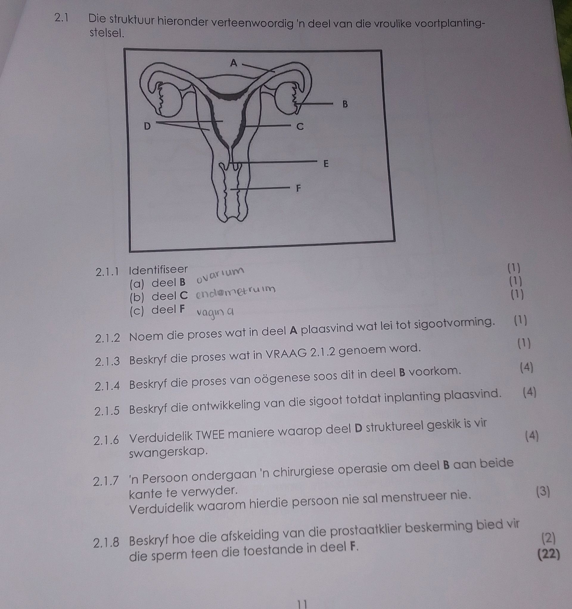 2.1 Die struktuur hieronder verteenwoordig | StudyX