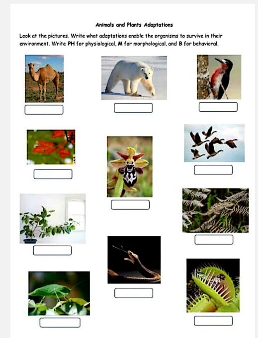 Animals and Plants Adaptations Look at the | StudyX