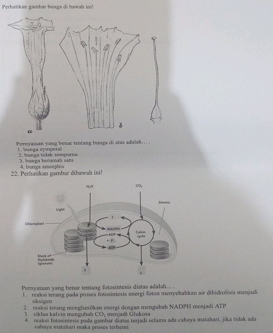 Perhatikan gambar bunga di bawah ini! | StudyX