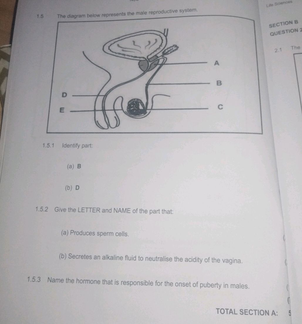 1. 5 The diagram below represents the male | StudyX