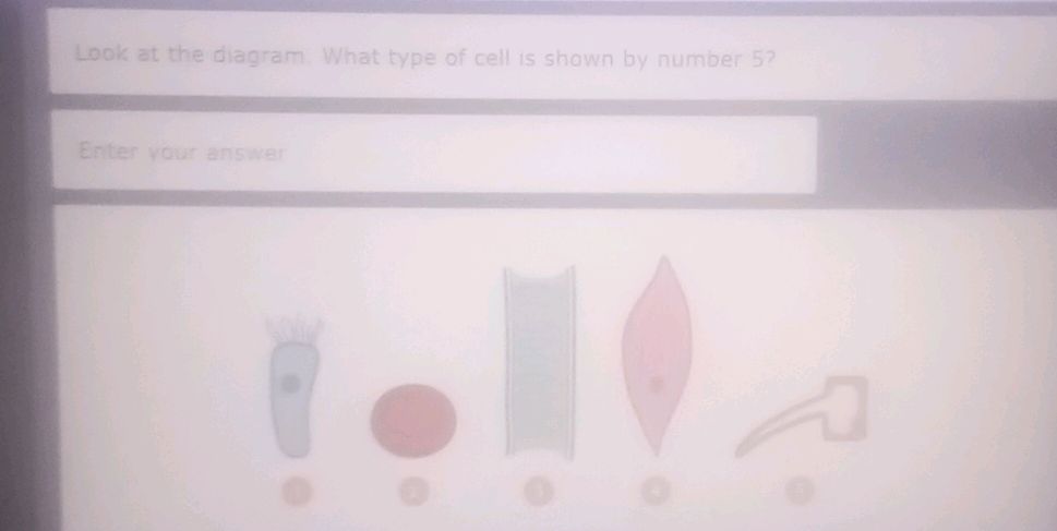 Look at the diagram. What type of cell is