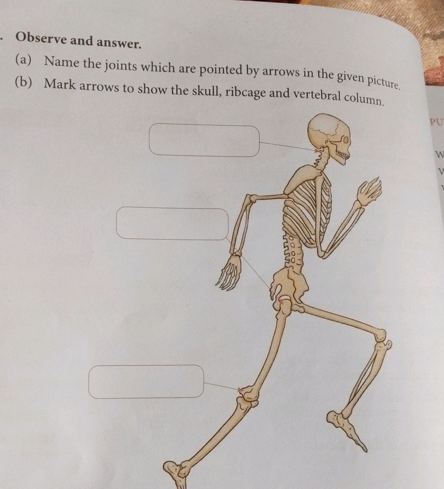(a) Name the joints which are pointed by | StudyX