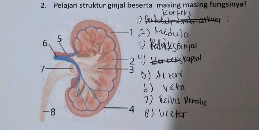 2. Pelajari struktur ginjal beserta masing | StudyX