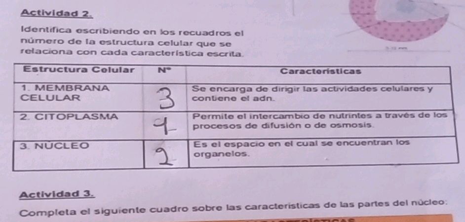 Actividad 2. Identifica escribiendo en los | StudyX