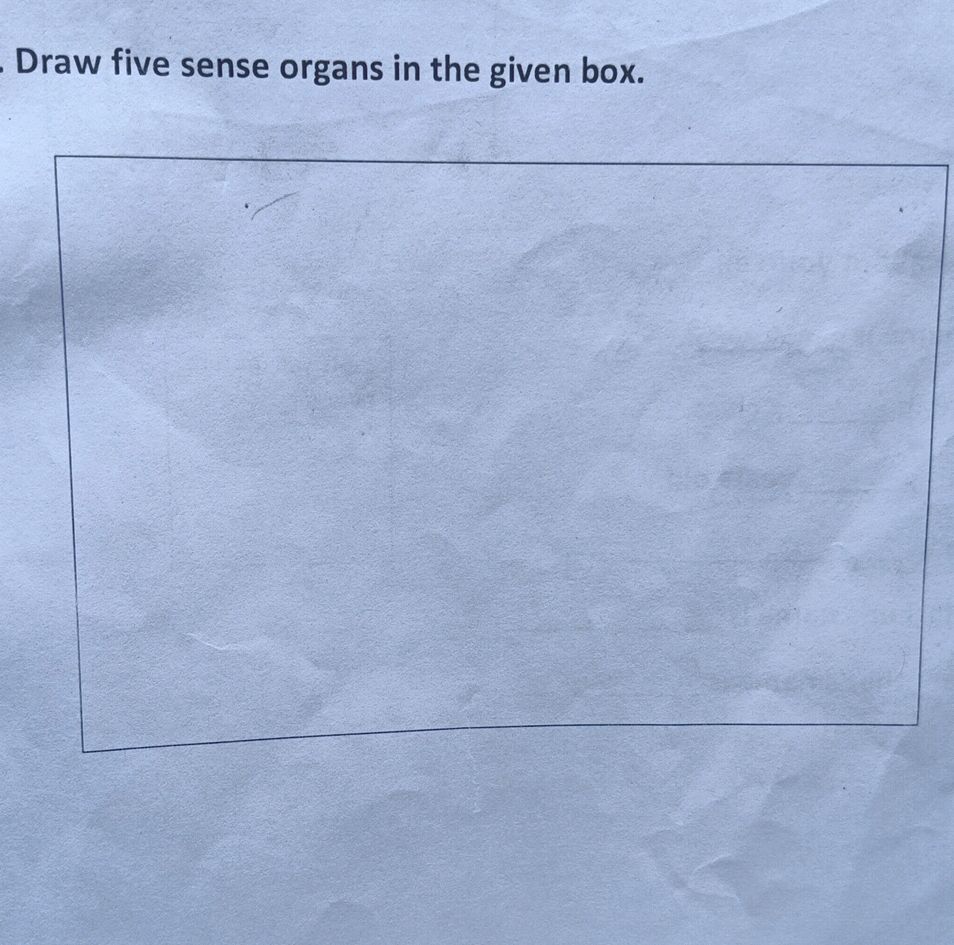 Draw five sense organs | StudyX