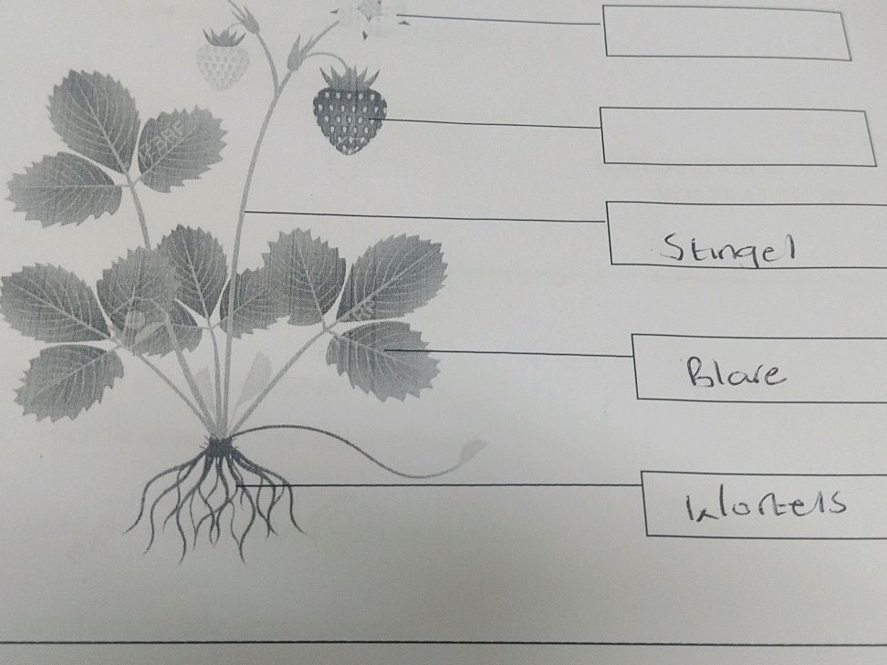 The image is a diagram of a strawberry plant | StudyX