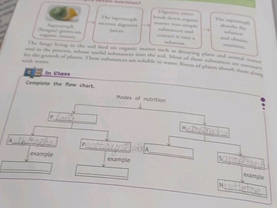 Complete the flow chart. Modes of nutrition | StudyX
