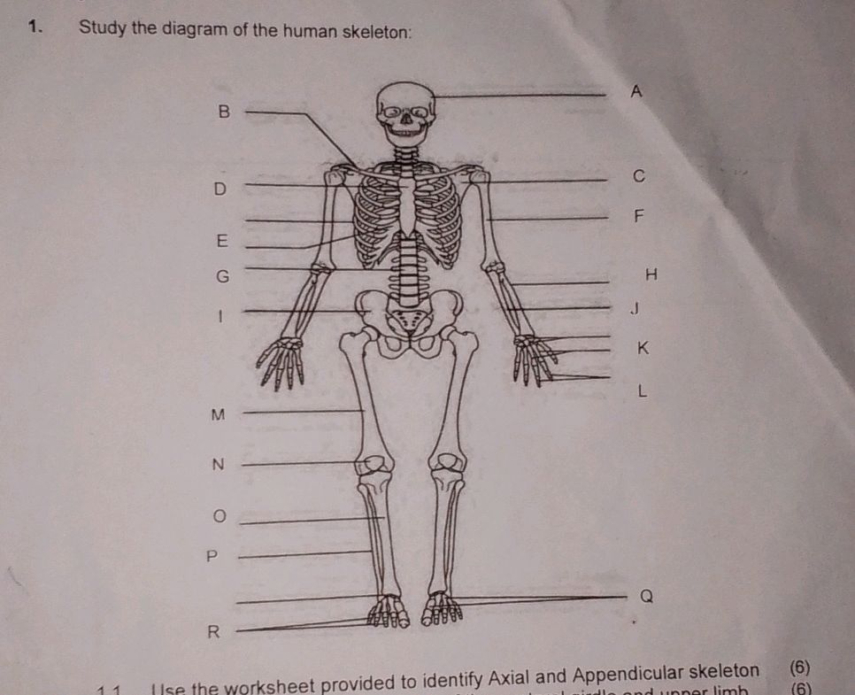 1. Study the diagram of the human skeleton: | StudyX