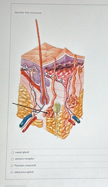 Identify the structure: * sweat gland * | StudyX