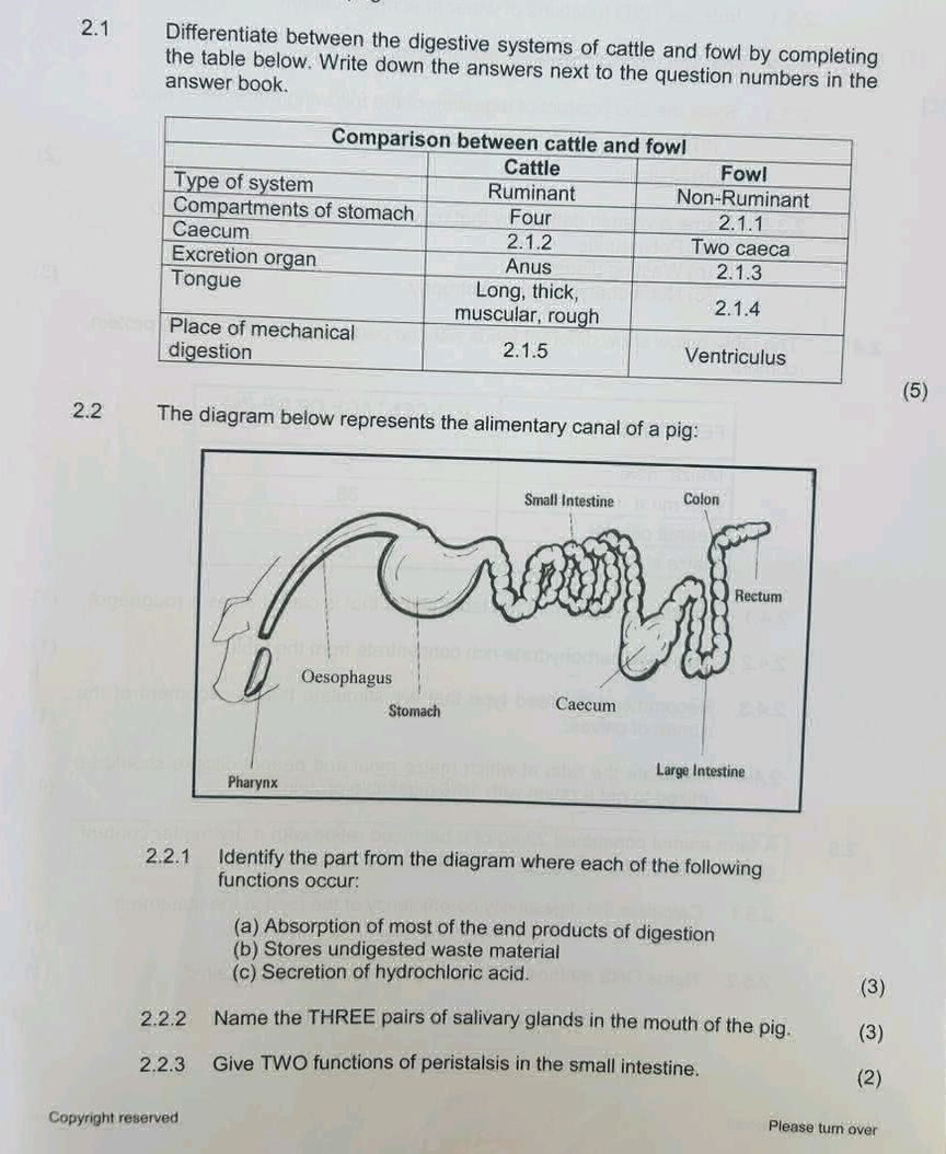 2.1 Differentiate between the digestive | StudyX