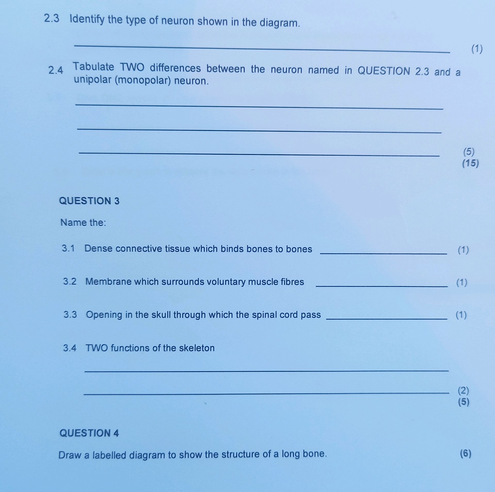 2.3 Identify the type of neuron shown in the | StudyX