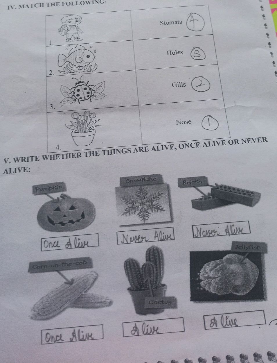 IV. MATCH THE FOLLOWING: | | | | | StudyX