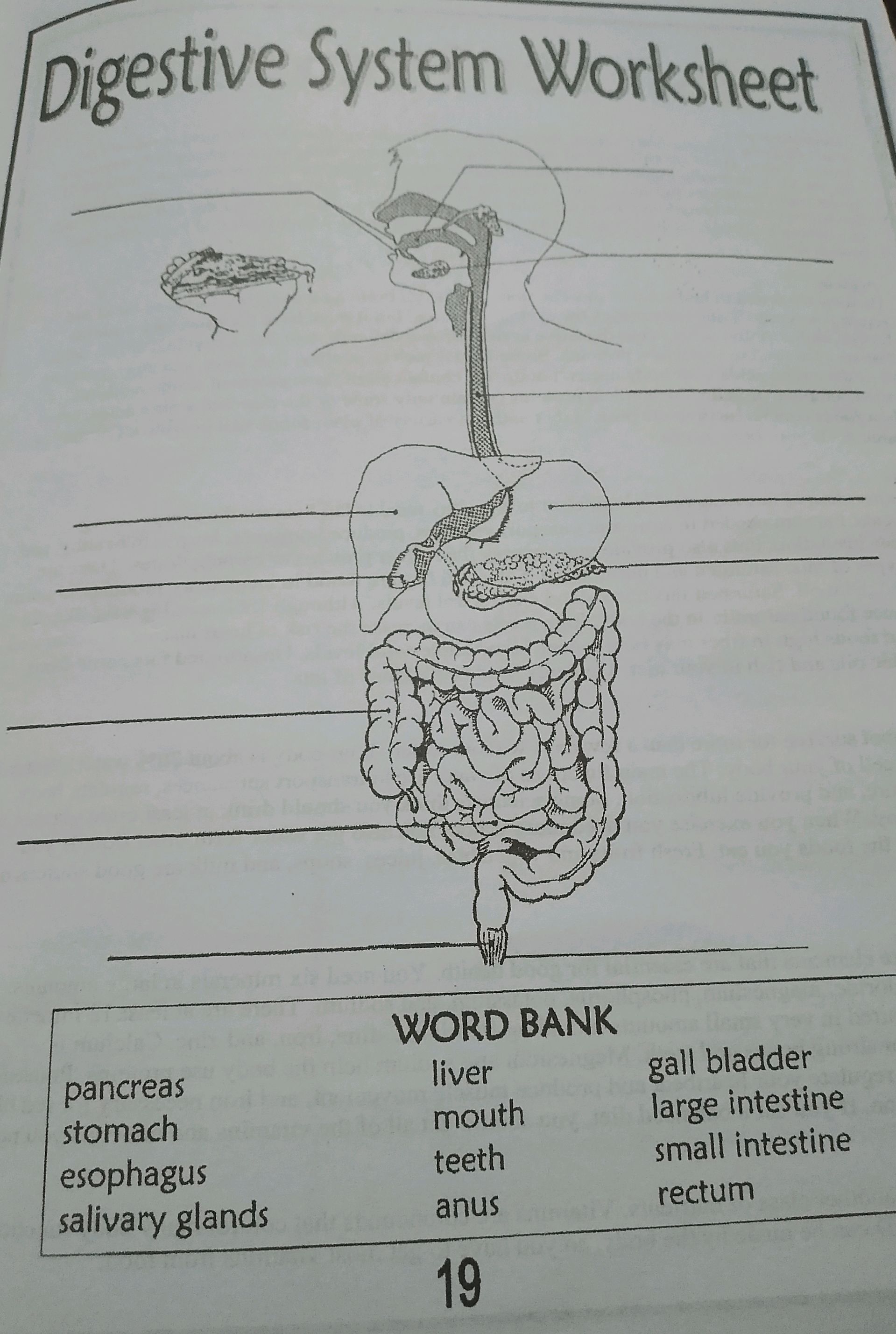 Digestive System Worksheet WORD BANK | StudyX