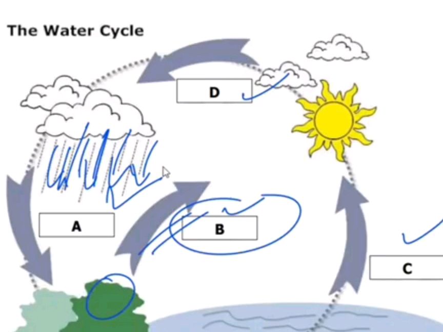 The Water Cycle A, B, C, and D are parts of | StudyX