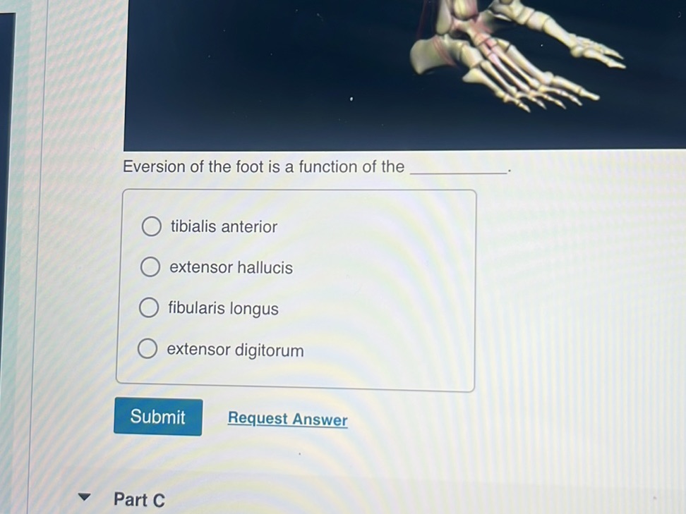 Eversion of the foot is a function of the _ | StudyX