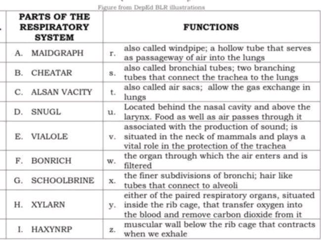 Match the parts of the respiratory system | StudyX