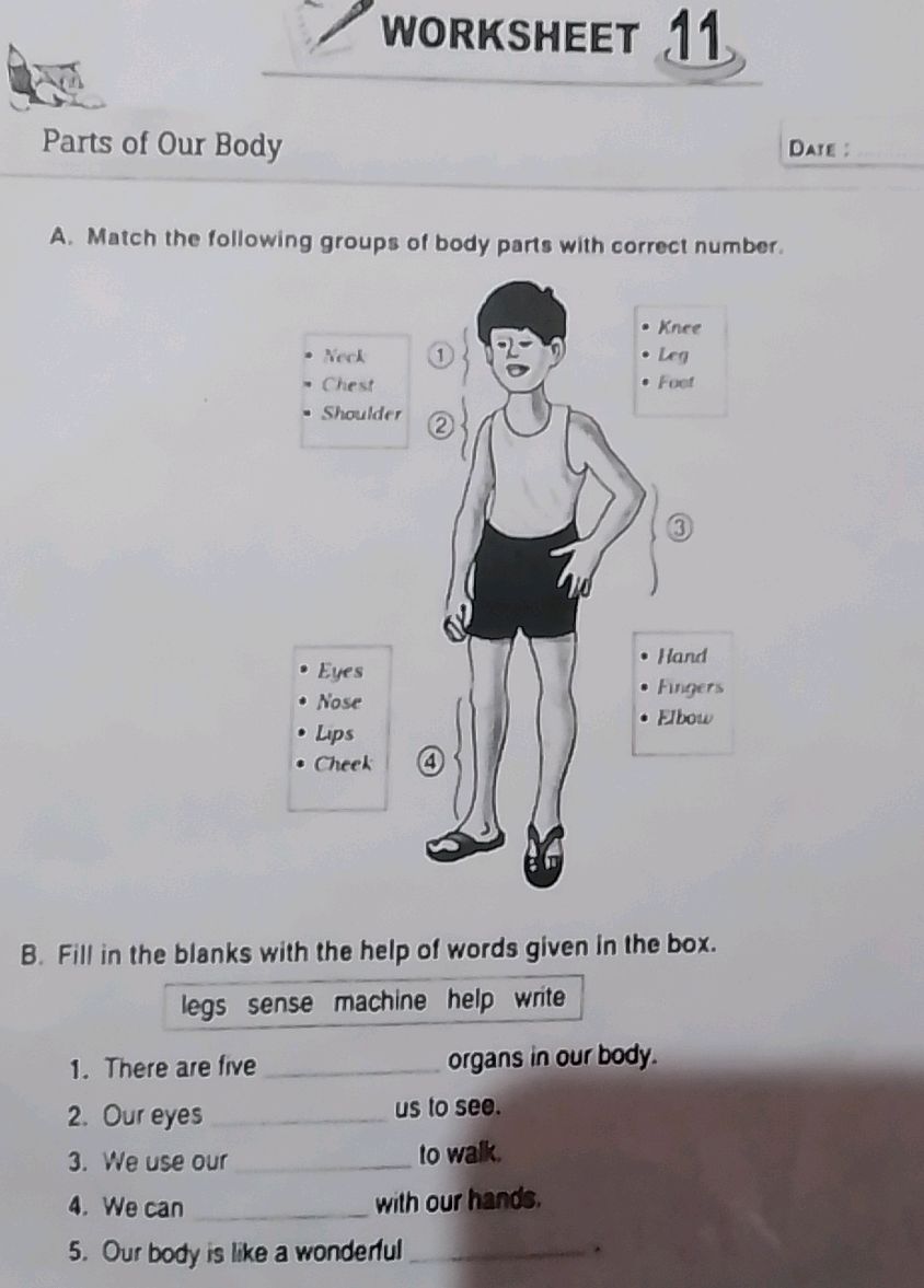 A. Match the following groups of body parts | StudyX