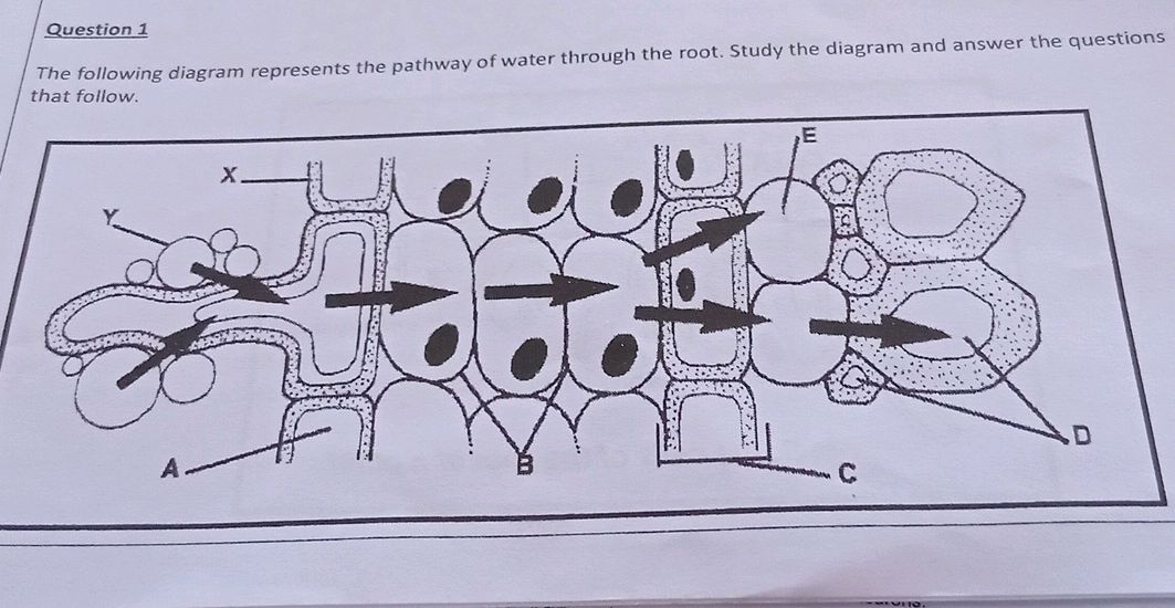 Question 1 The following diagram represents | StudyX