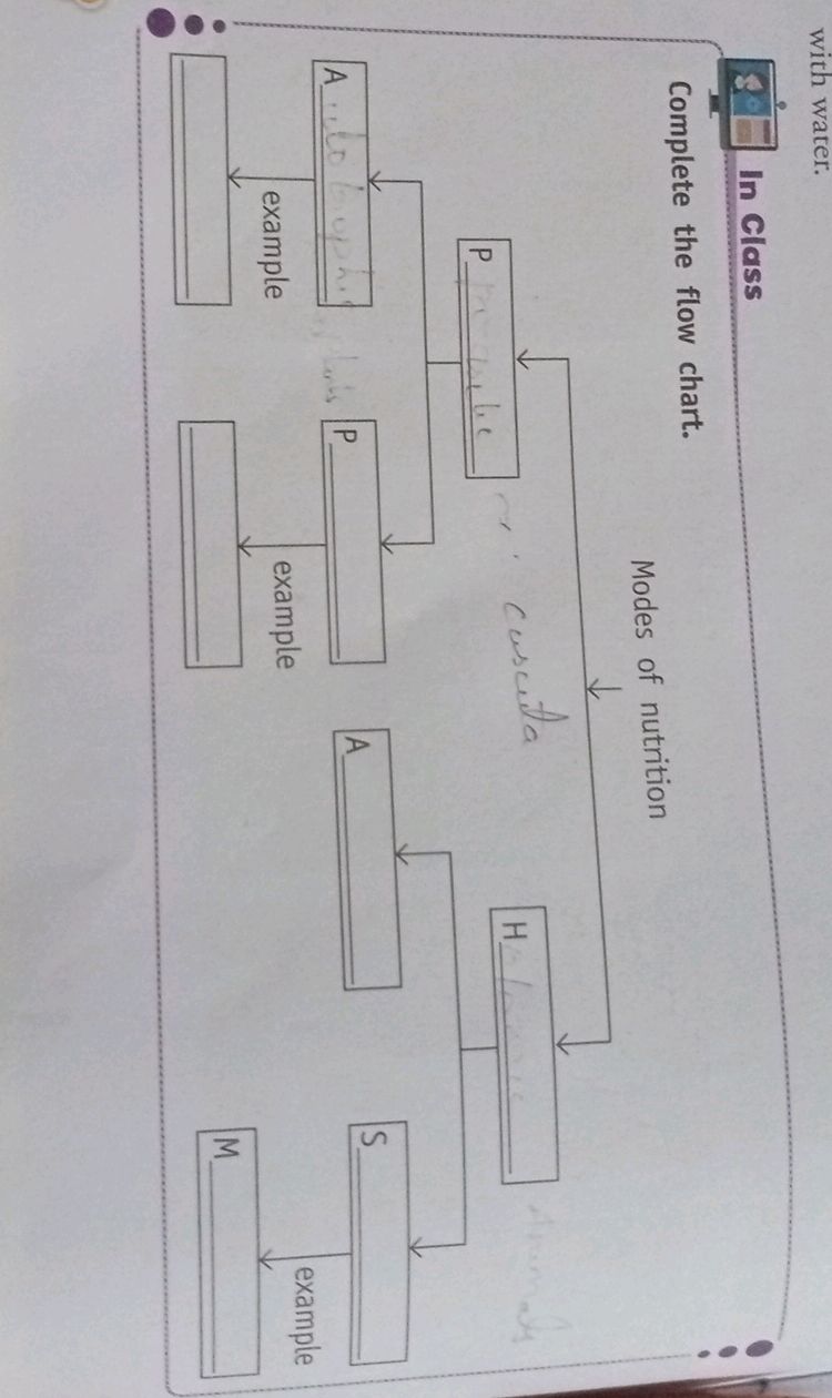 Complete the flow chart. Modes of nutrition | StudyX