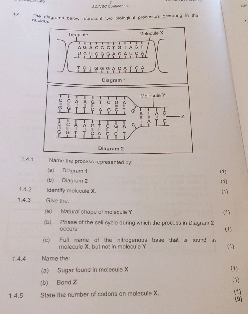 1. 4 The diagrams below represent two | StudyX