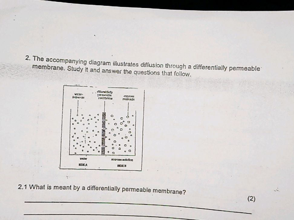 2. The accompanying diagram illustrates | StudyX