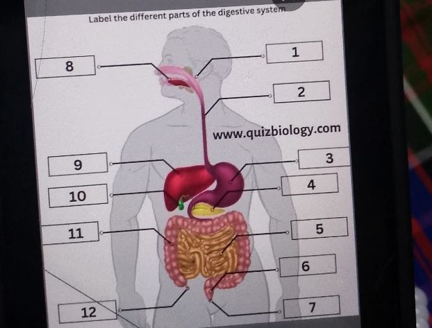 Label the different parts of the digestive | StudyX
