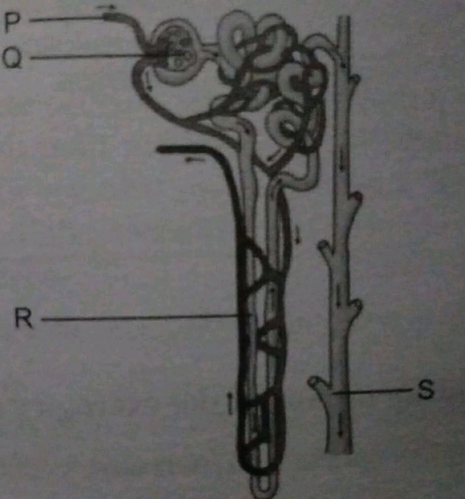 The image shows a diagram of a nephron. The | StudyX